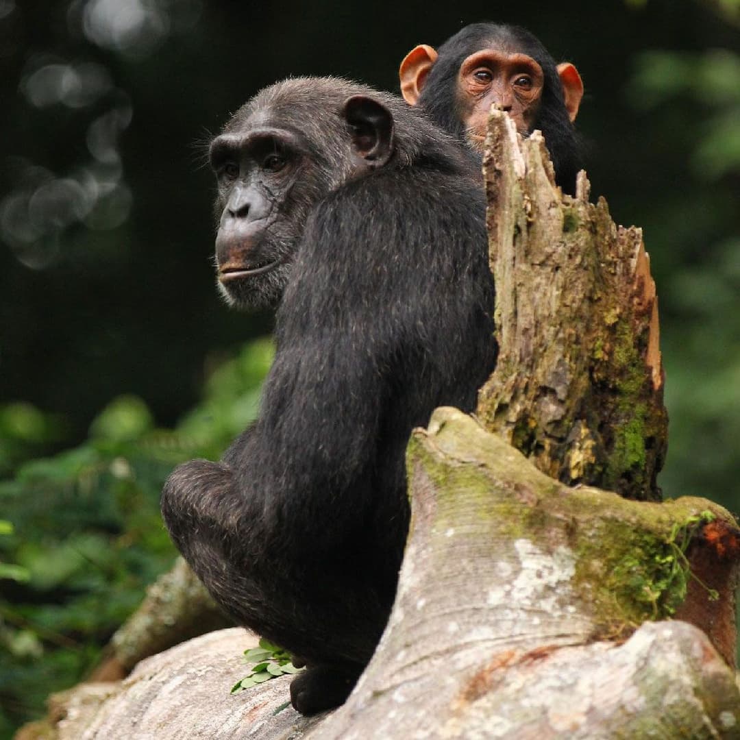 Save Chimps from extinction - Chimpanzee SAFE